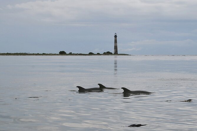 Charleston Eco Boat Cruise with stop at Morris Island Lighthouse - What to Expect: Comfort, Wildlife, and Education