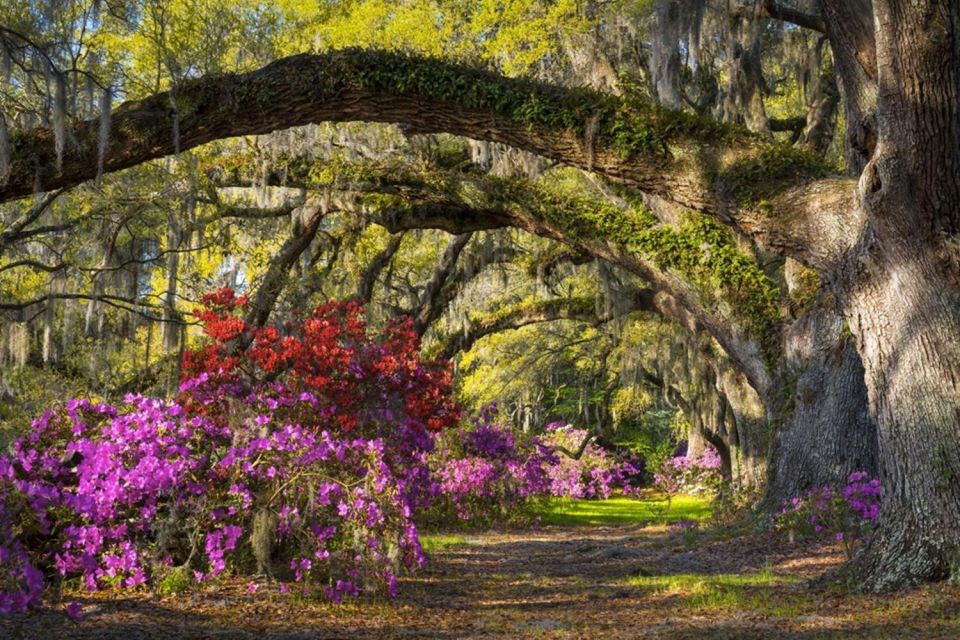 Charleston: Historic City Tour & Magnolia Plantation Combo - Final Thoughts: Who Will Love This Tour?
