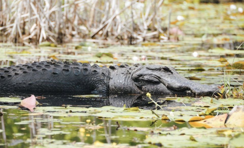 Charleston: Historic City Tour & Magnolia Plantation Combo - FAQ
