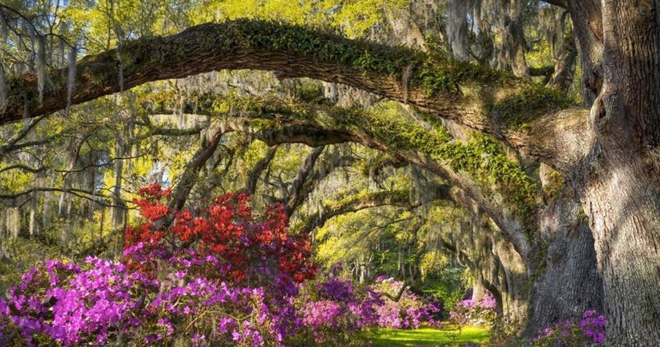 Charleston: Magnolia Plantation Entry & Tour with Transport - The Sum Up