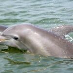Charleston: Schooner Sailing Harbor Tour & Dolphin Watch - Is This Tour Worth It?