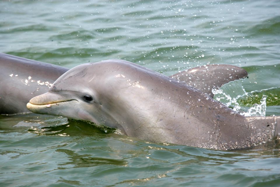 Charleston: Schooner Sailing Harbor Tour & Dolphin Watch - Is This Tour Worth It?