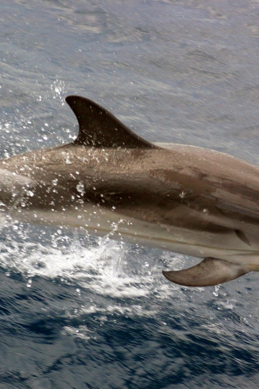 Charleston: Sightseeing Harbor Tour & Dolphin Watch - A Closer Look at the Charleston Harbor Experience