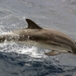 Charleston: Sightseeing Harbor Tour & Dolphin Watch - Why This Tour Is a Great Choice