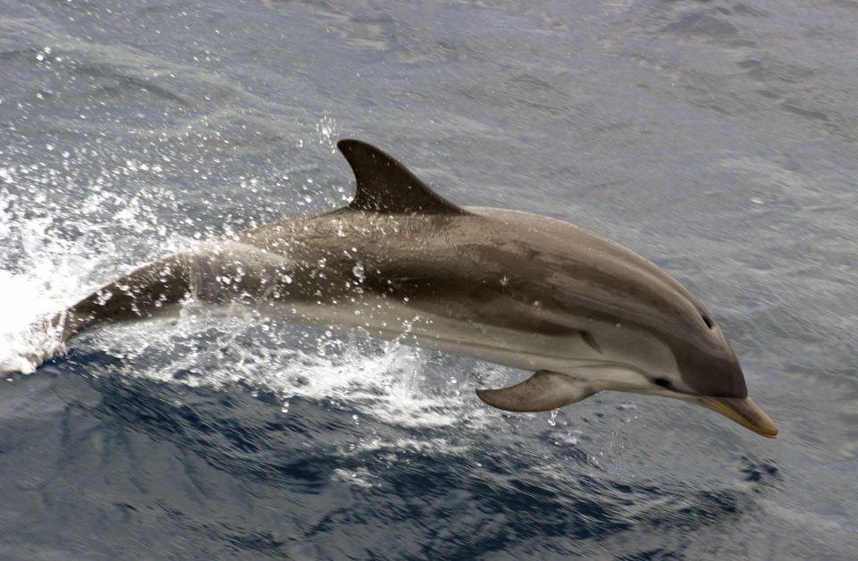 Charleston: Sightseeing Harbor Tour & Dolphin Watch - Why This Tour Is a Great Choice