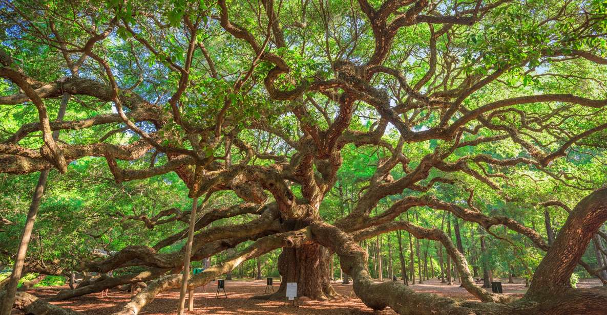 Charleston: Wadmalaw Island Wine Tasting and Tea Garden Trip - Key Points