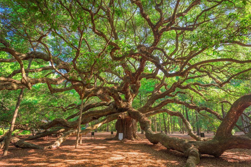 Charleston: Wadmalaw Island Wine Tasting and Tea Garden Trip - Exploring Wadmalaw Island’s Natural and Cultural Gems