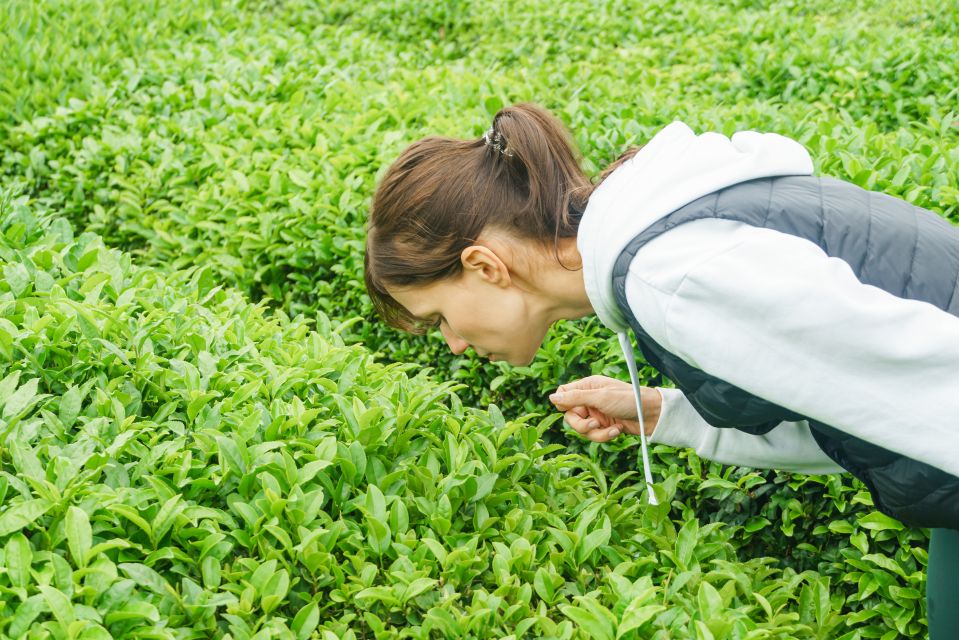 Charleston: Wadmalaw Island Wine Tasting and Tea Garden Trip - The Sum Up