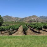 Chauffeured Adventure to Local San Diego Vineyards - Transportation and Logistics