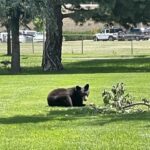 Cheyenne Cañon Art and Nature Segway Tour - Why This Tour Offers Real Value