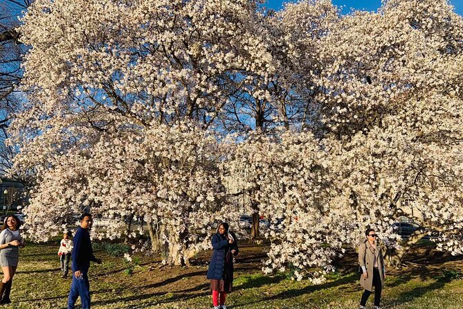 Chicago to Washington D.C. Cherry Blossom 3-Day Tour - Day Three: A Return Journey and Amish Culture  