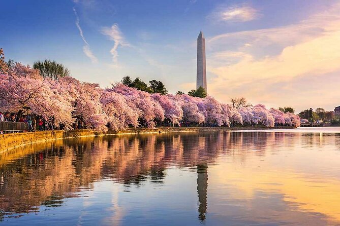 Chicago to Washington D.C. Cherry Blossom 3-Day Tour - Practicalities and Tips for Travelers  