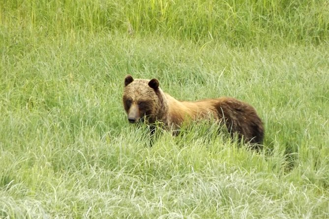 Chichagof Island Tour: Brown Bear Search - The Sum Up