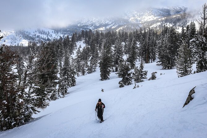 Chickadee Ridge Beginner Snowshoe Activity - Why This Tour Stands Out