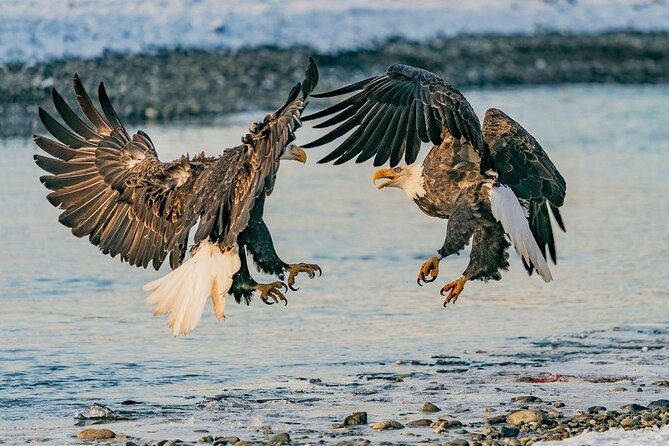 Chilkat Bald Eagle Preserve Rafting - Skagway Departure - Key Points