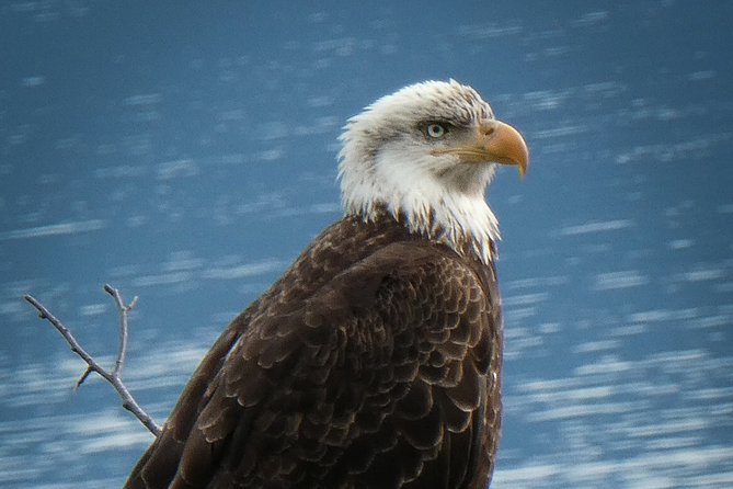 Chilkat Bald Eagle Preserve Rafting - Skagway Departure - How the Tour Delivers Value