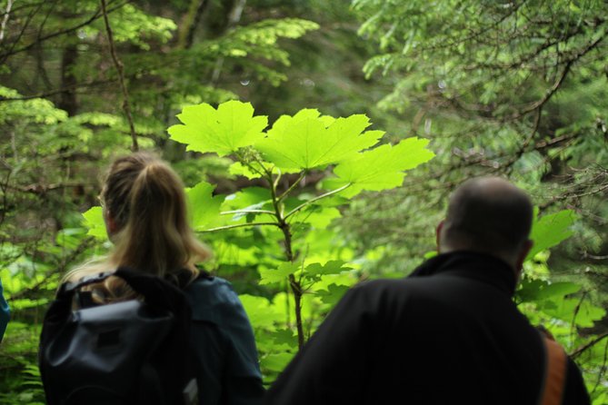 Chilkat Inlet Coastal Hike in Haines - Who Will Love This Tour?
