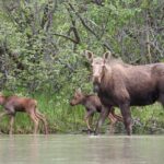 Chilkat River Jet-Boat Adventure from Skagway - Who Will Love This Tour?