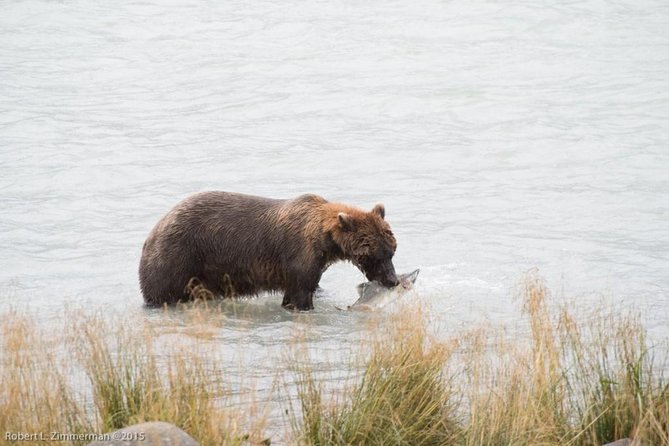 Chilkoot Wilderness and Wildlife Viewing (2.5 hrs in Haines) - An In-Depth Look at the Chilkoot Wilderness Tour