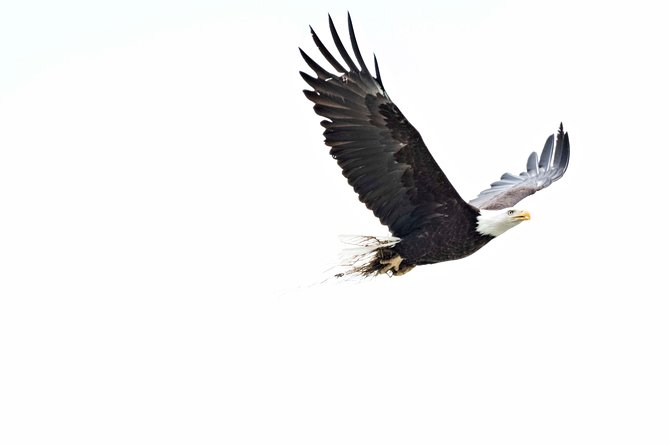 Chilkoot Wilderness and Wildlife Viewing (2.5 hrs in Haines) - Who Will Love This Tour?