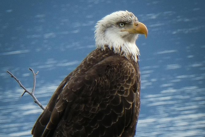 Chilkoot Wilderness and Wildlife Viewing (2.5 hrs in Haines) - Final Thoughts