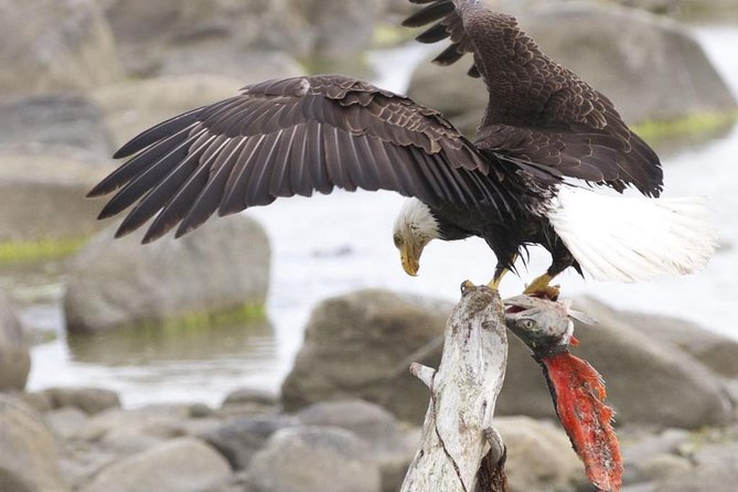 Chilkoot Wilderness and Wildlife Viewing - 6.5 hrs from Skagway - The Basics of the Tour