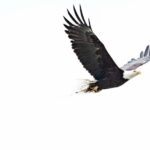 Chilkoot Wilderness and Wildlife Viewing - 6.5 hrs from Skagway - The Itinerary in Detail