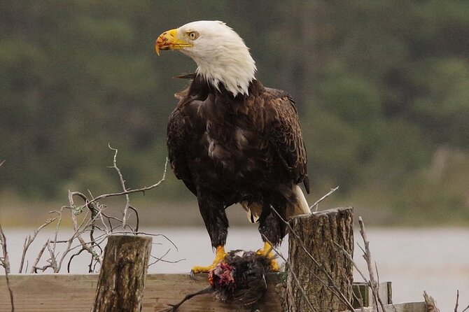 Chincoteague and Assateague Birdwatching Boat Tour - Key Points