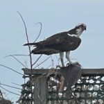 Chincoteague and Assateague Birdwatching Boat Tour - The Sum Up