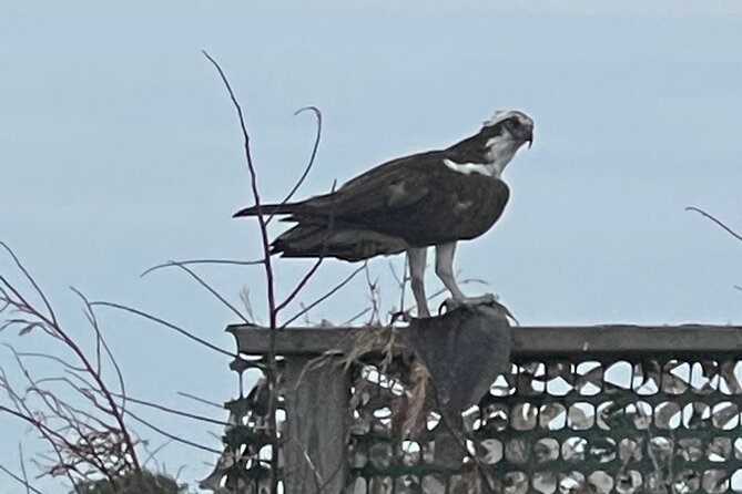 Chincoteague and Assateague Birdwatching Boat Tour - The Sum Up