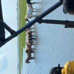 Chincoteague: Premier Pony & Wildlife Small Group Boat Tour - Why Travelers Love This Tour