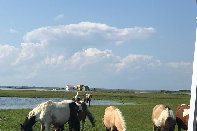 Chincoteague's Up The Bay Pony and Wildlife Tour by Boat - The Value for Money