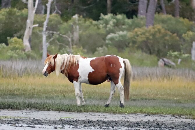 Chincoteague's Up The Bay Pony and Wildlife Tour by Boat - The Experience of a Lifetime?