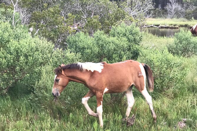 Chincoteague's Up The Bay Pony and Wildlife Tour by Boat - Final Thoughts