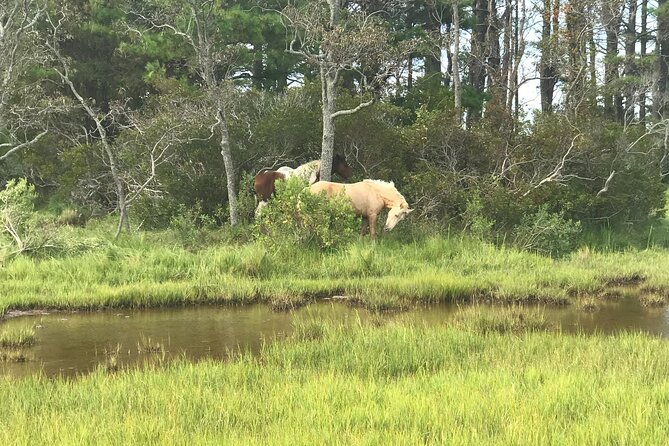 Chincoteague's Up The Bay Pony and Wildlife Tour by Boat - Frequently Asked Questions