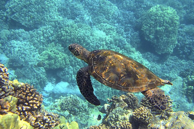 Circle Oahu Island Private Tour with Daily Chauffeur - In-Depth Itinerary Breakdown