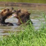 City and Wildlife Conservation Center Tour in Anchorage, Alaska - An In-Depth Look at the Tour Experience