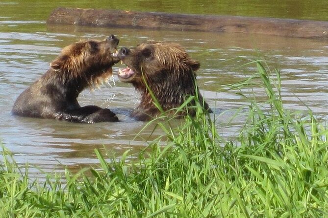City and Wildlife Conservation Center Tour in Anchorage, Alaska - An In-Depth Look at the Tour Experience