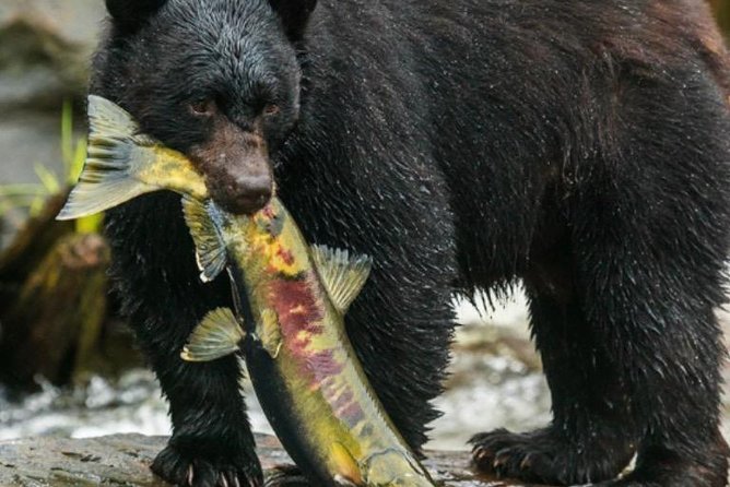 City Highlights Totem Parks and Sightseeing - A Deeper Dive into the Tour Experience