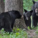 City Highlights Totem Parks and Sightseeing - Final Thoughts: Is This Tour Worth It?