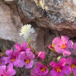 Claremont: California Botanic Garden Half Day Tour - Analyzing the Value: Is It Worth It?