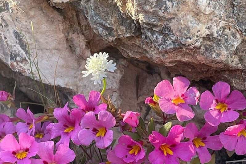 Claremont: California Botanic Garden Half Day Tour - Analyzing the Value: Is It Worth It?
