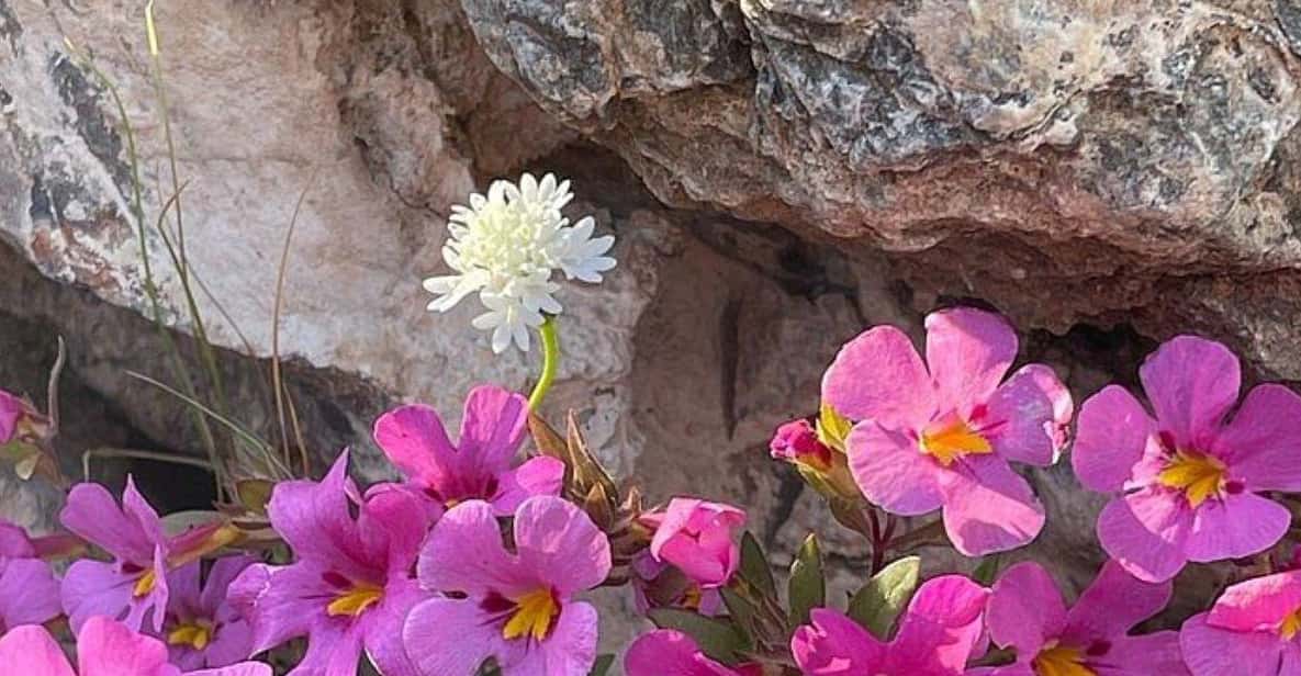 Claremont: California Botanic Garden Half Day Tour - Who Should Consider This Tour?