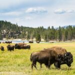 Classic Yellowstone Hike to the Shores of Lake Shoshone (Private - Who Should Consider This Tour?