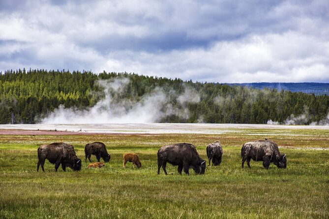 Classic Yellowstone National Park Lower Loop Picnic Lunch Tour - An In-Depth Look at the Yellowstone Lower Loop Tour