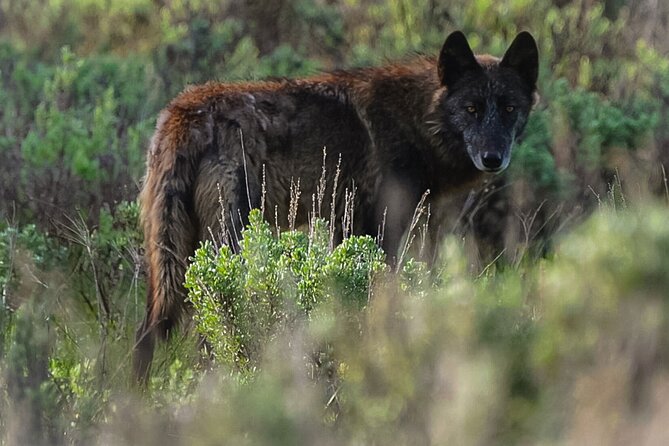 Classic Yellowstone National Park Lower Loop Picnic Lunch Tour - FAQ