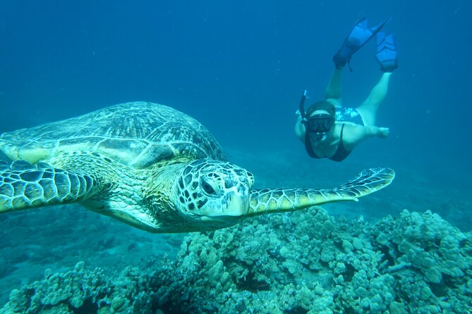 Clear Bottom Kayak and Snorkel Tour at Turtle Town, Makena - The The Sum Up