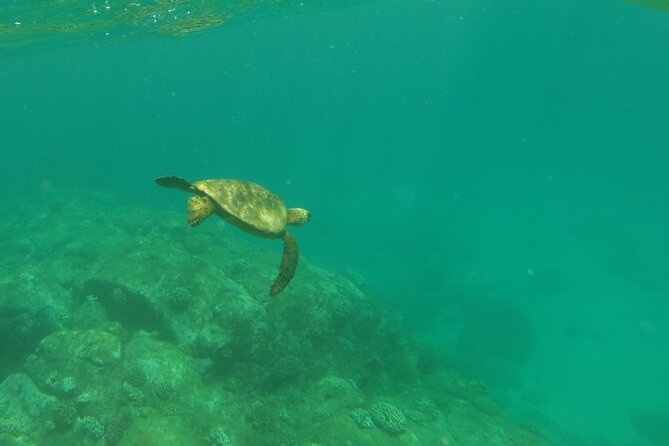 Clear Bottom Kayak - Guaranteed to see Turtles! - An In-Depth Look at the Experience