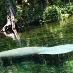 Clear Canoeing and Wildlife Sightseeing at Silver Springs - Who Will Love This Tour?