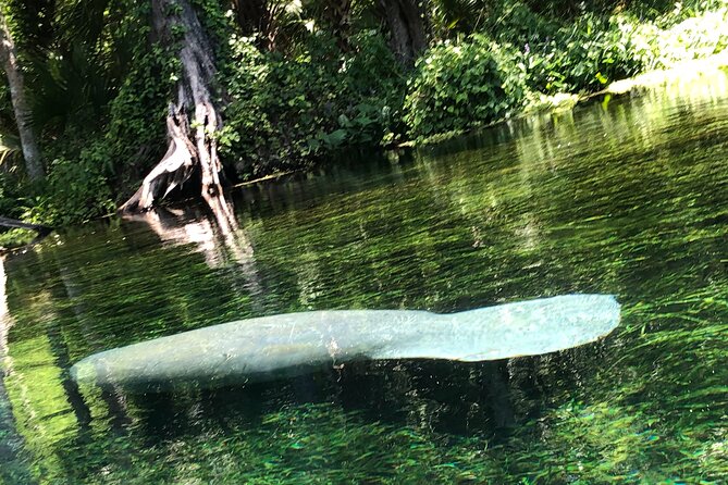 Clear Canoeing and Wildlife Sightseeing at Silver Springs - Who Will Love This Tour?